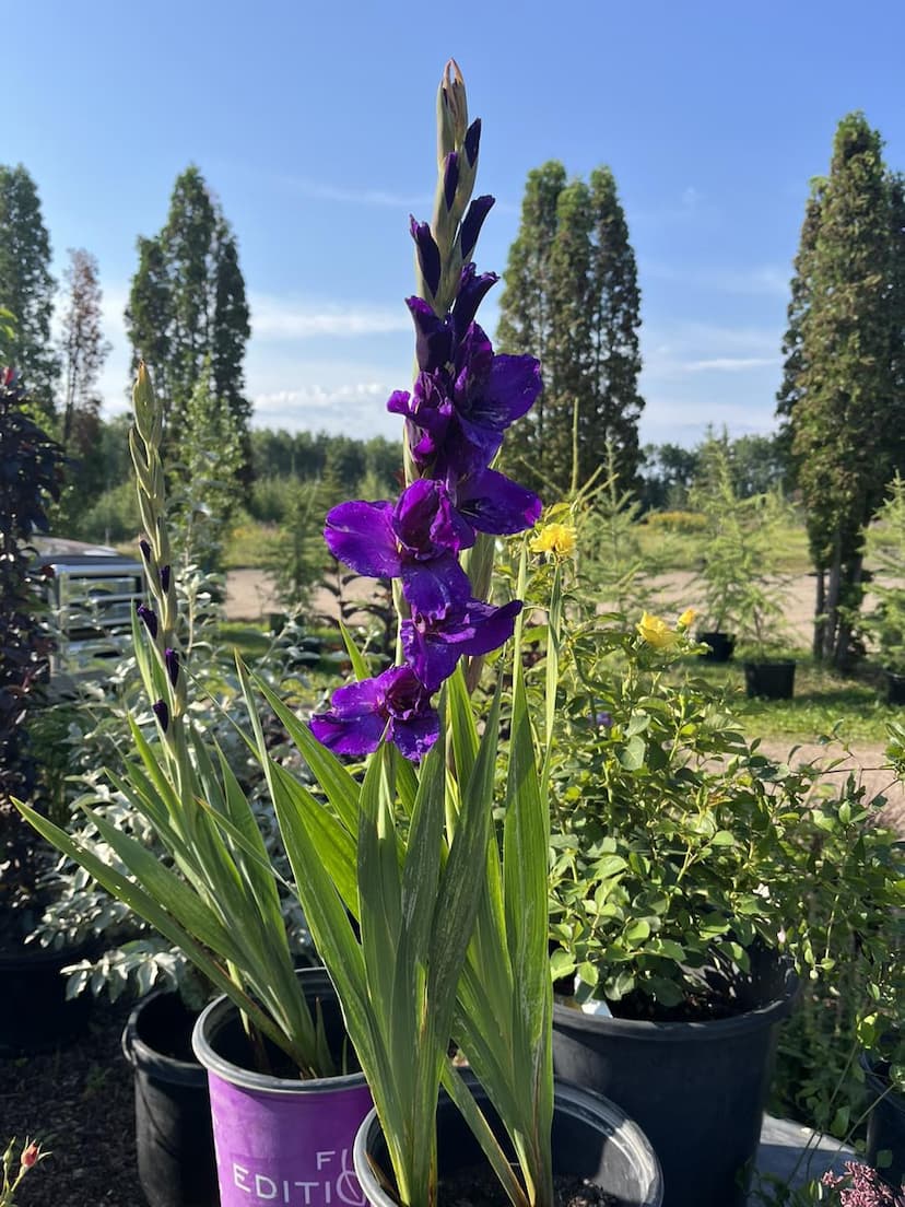 The Ultimate Greenhouse Tour